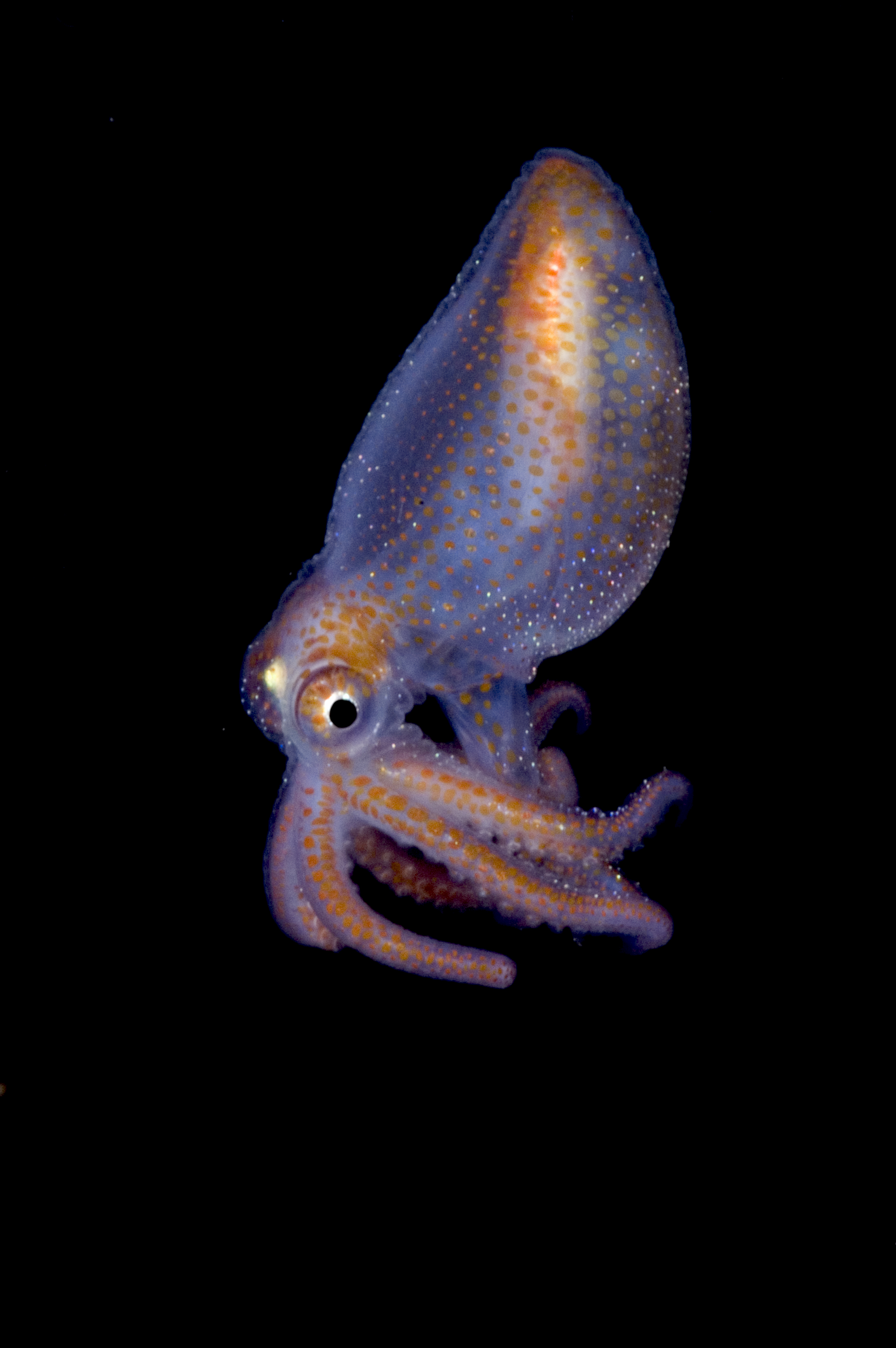 Image of distinction - Juvenile octopod - Laboratory News