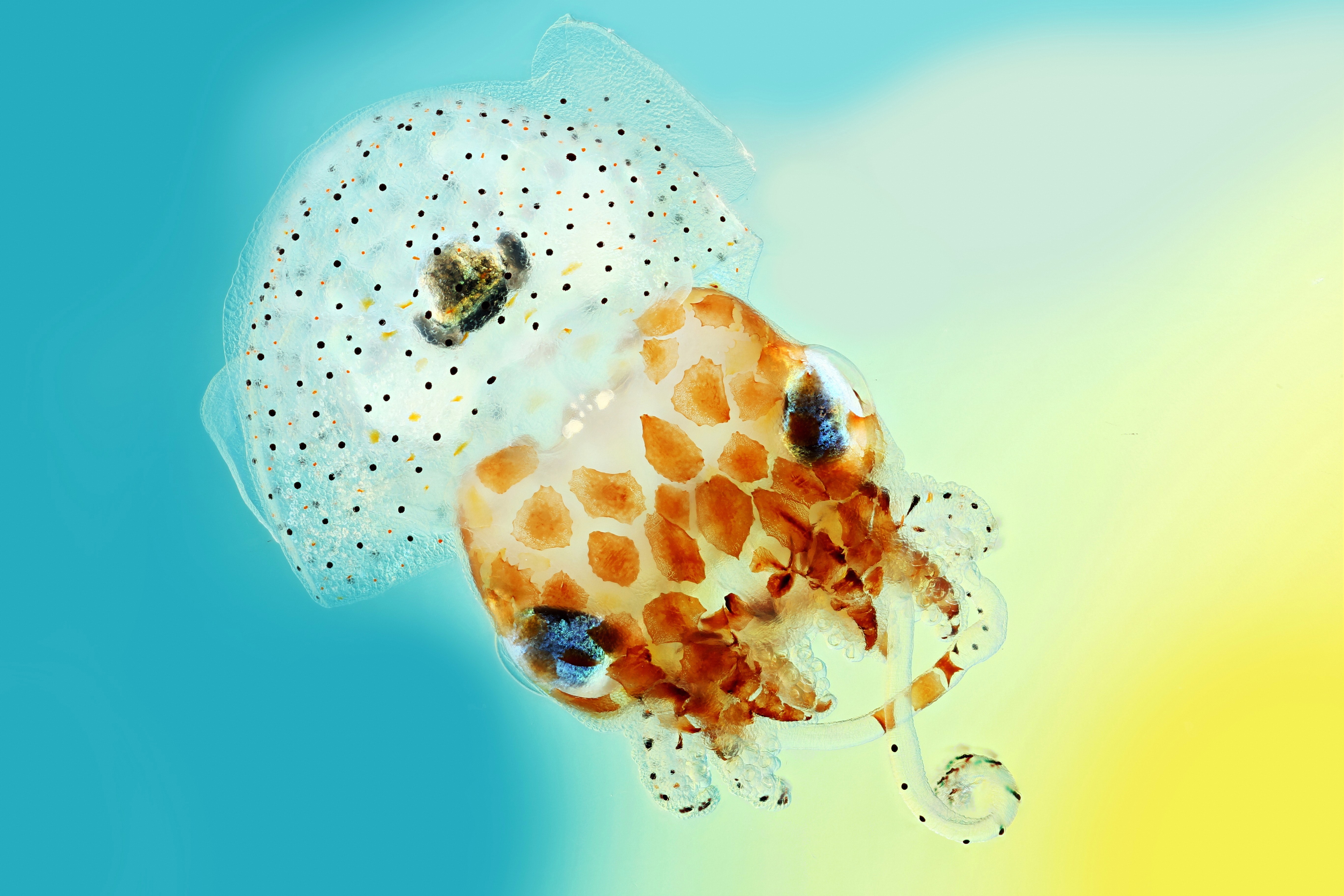 Image of distinction - Hawaiian bobtail squid