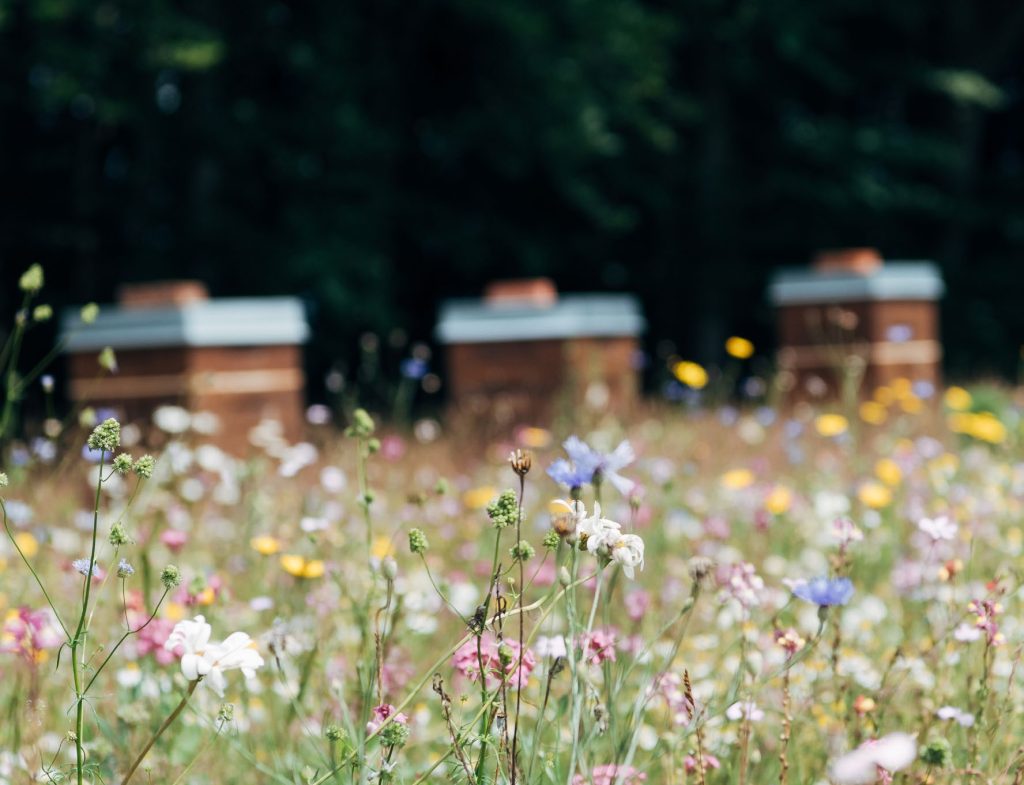 Guerlain raises money for the protection of bees