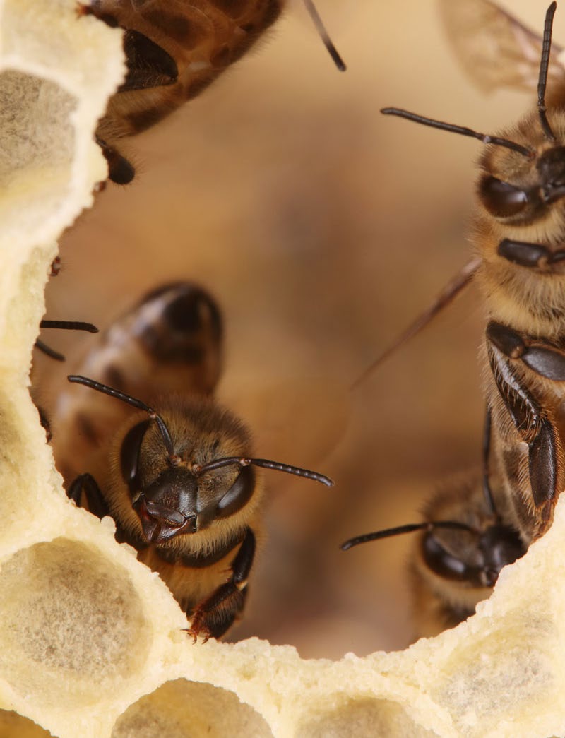 Guerlain raises money for the protection of bees