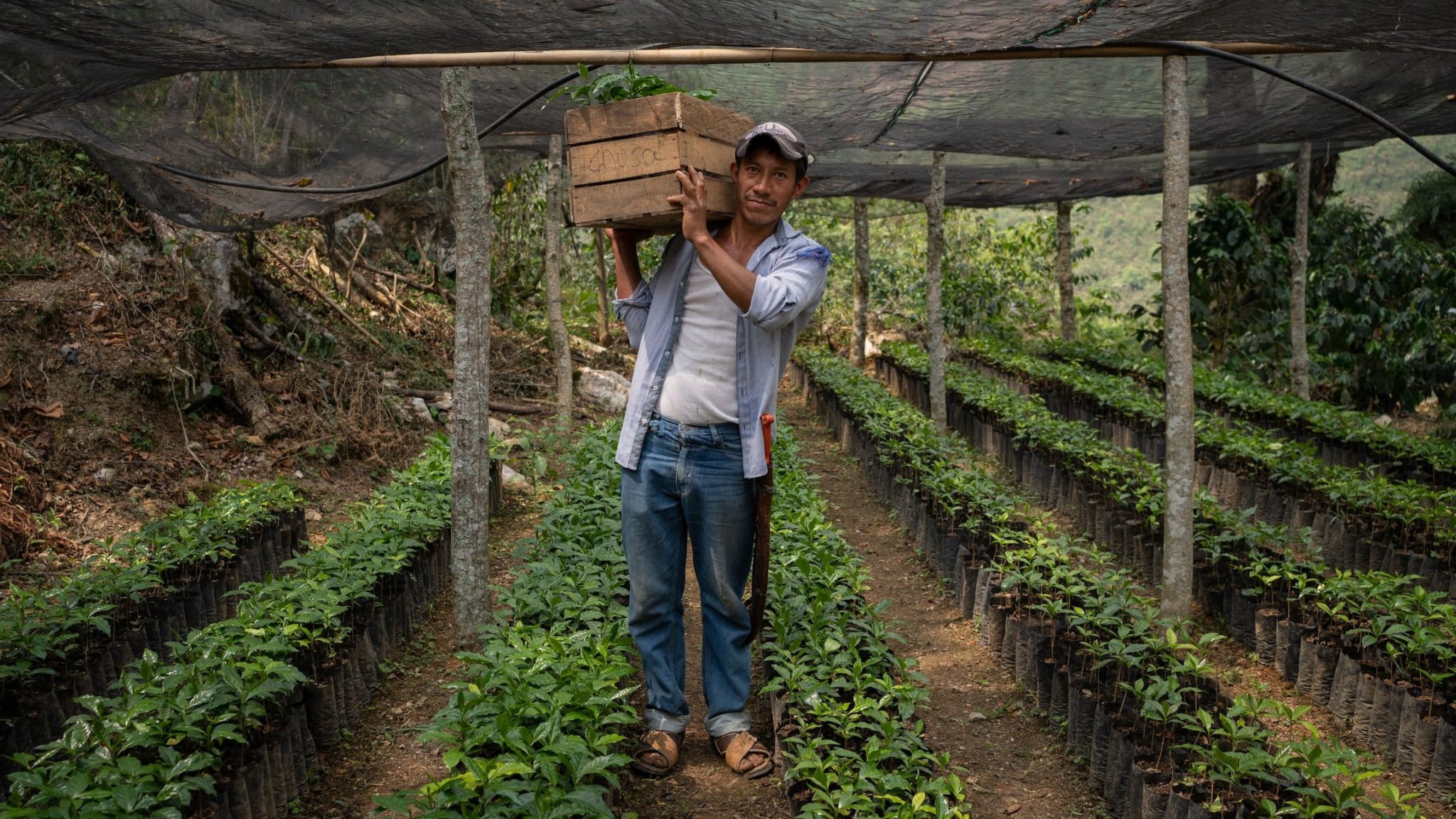 Kahlúa ensures sustainable production with Coffee For Good project