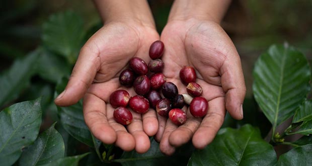 Kahlúa ensures sustainable production with Coffee For Good project