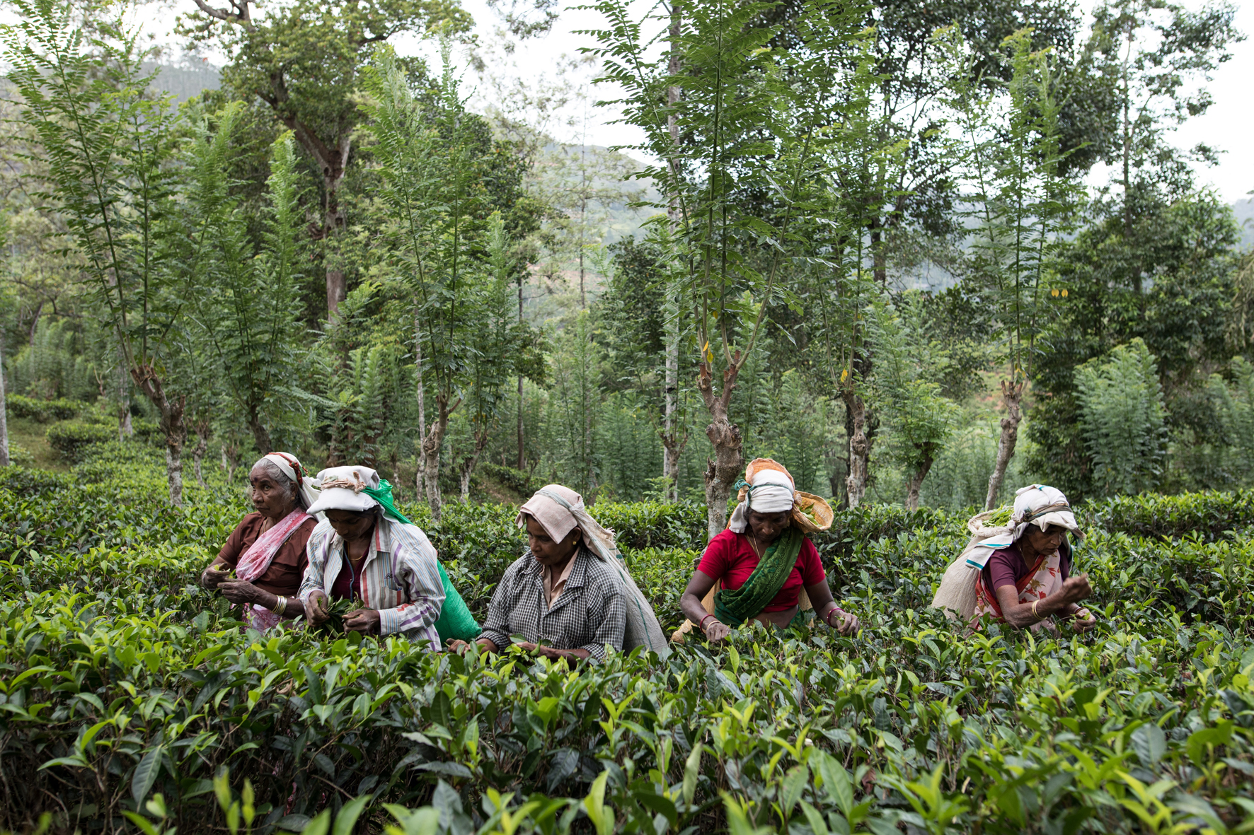 English Tea Shop to showcase sustainable product range at TFWA Asia Pacific