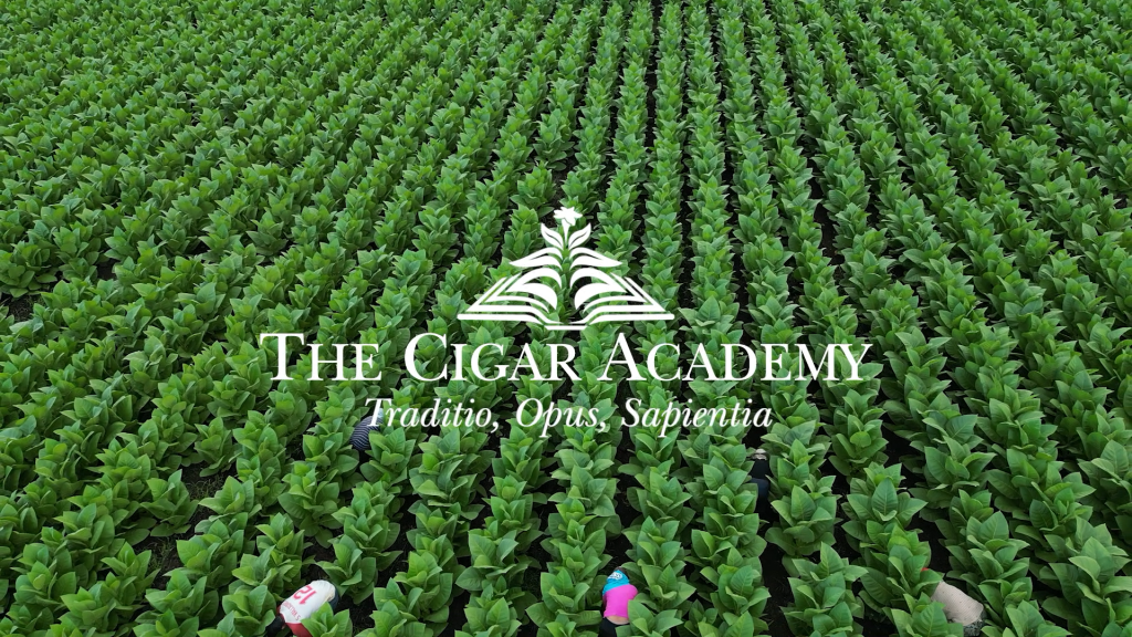 The Cigar Academy debuts educational platform