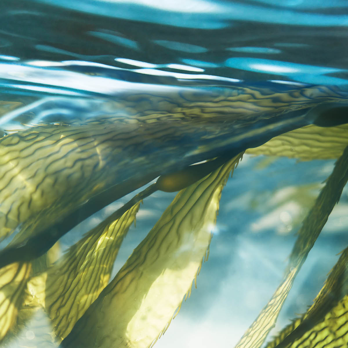 ELC Travel Retail celebrates World Oceans Day with grant renewal