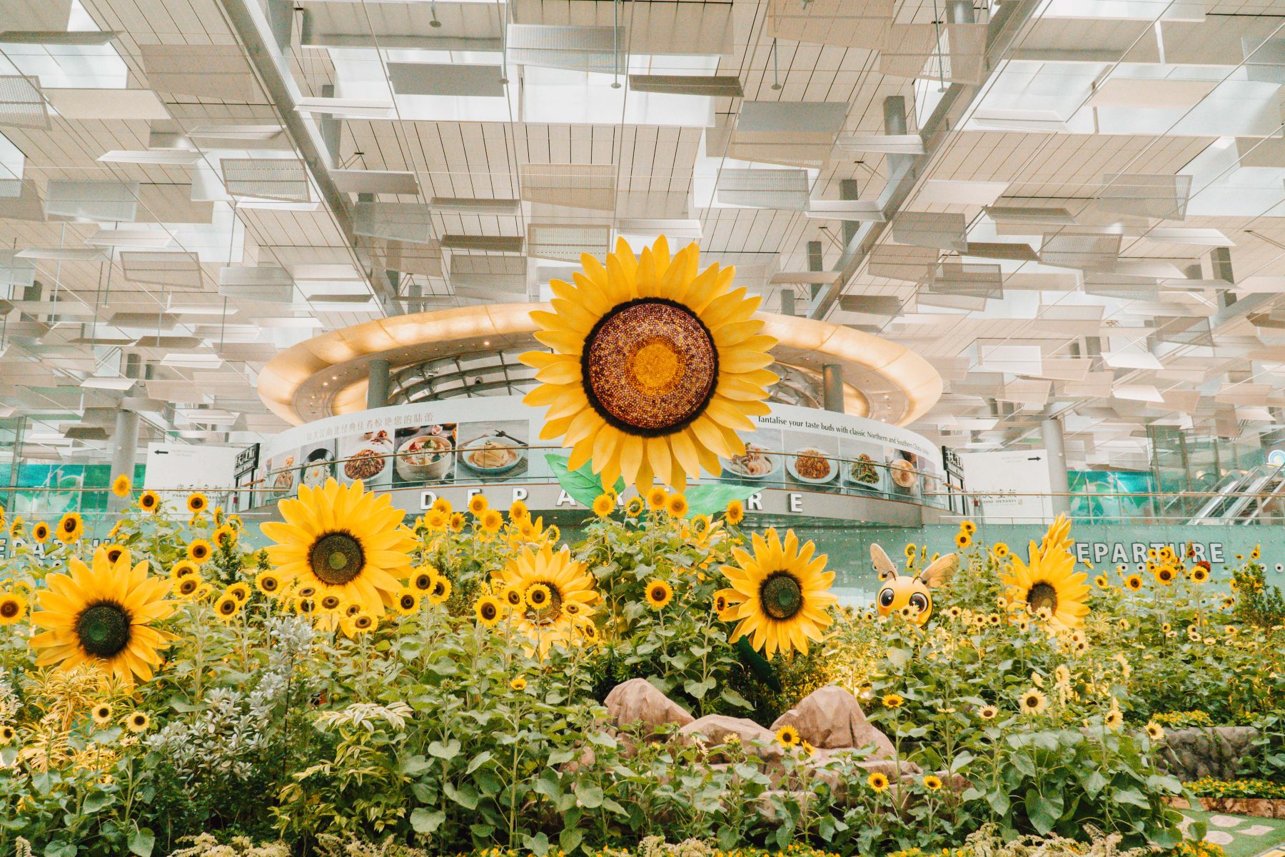 Changi Airport Launches World's Largest Sunflower Display